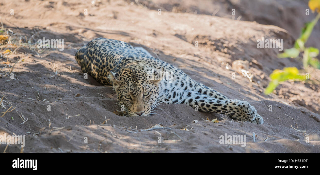 Head of leopard south africa hi-res stock photography and images - Alamy