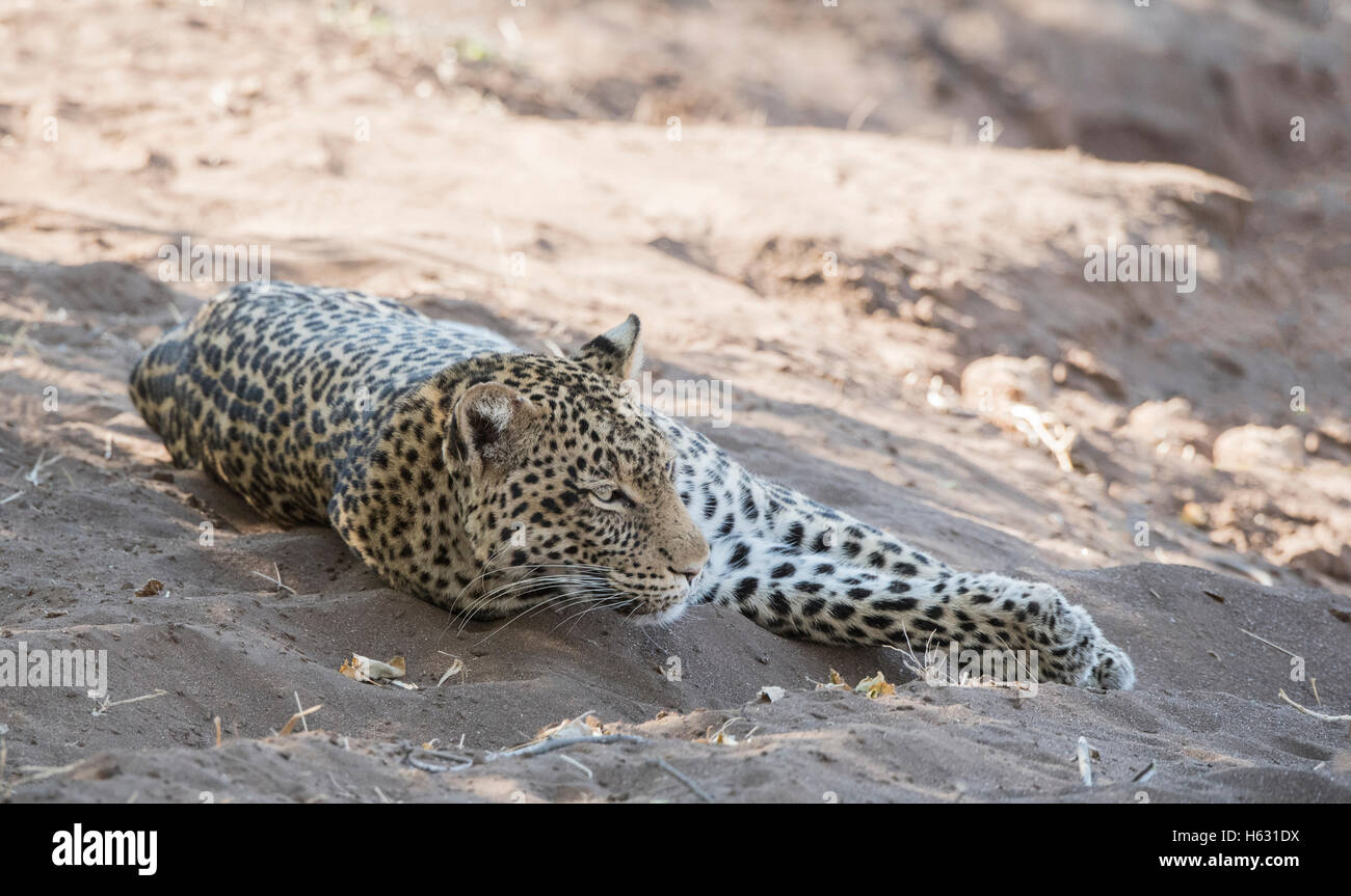 Wild Leopard (Panthera pardus) Resting on a River Bank in South Africa ...