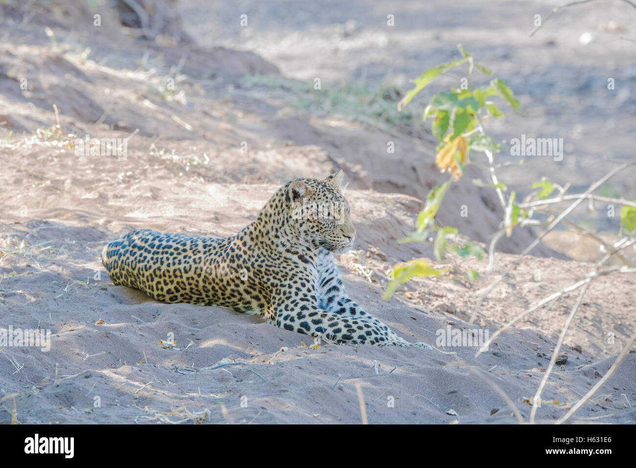 Wild Leopard (Panthera pardus) Resting on a River Bank in South Africa ...