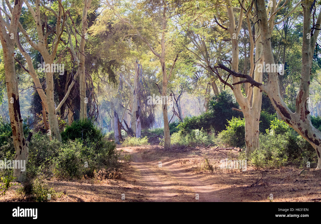 Fever Tree (Vachellia xanthophloea ) Forest in Kruger National Park ...