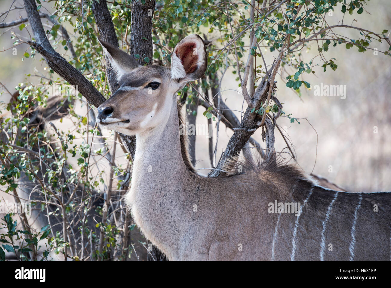 Wild Female Kudu Standing by Tree in Africa Stock Photo - Alamy