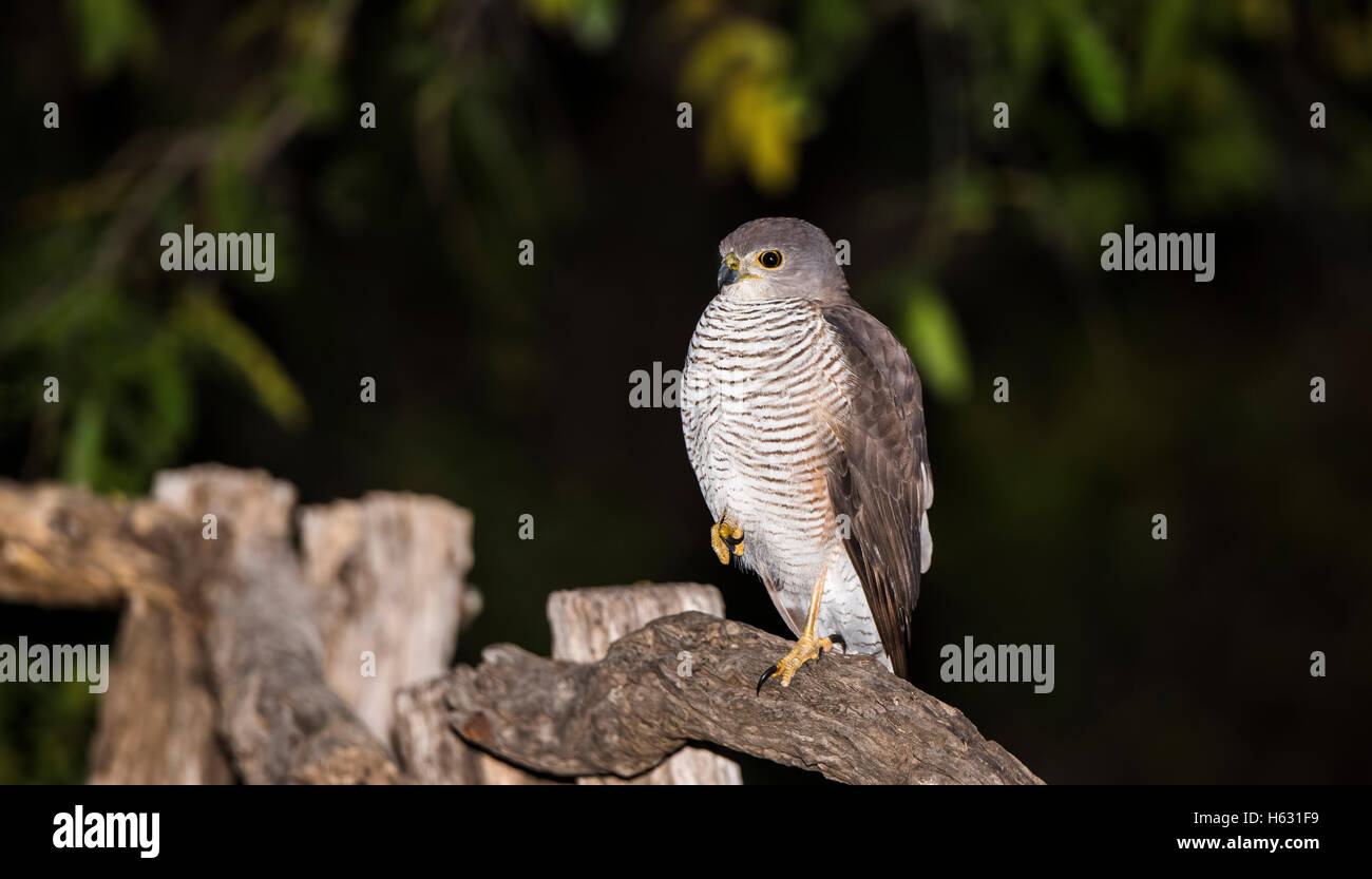 African Goshawk (Accipiter tachiro) Sitting on Post in South Africa ...