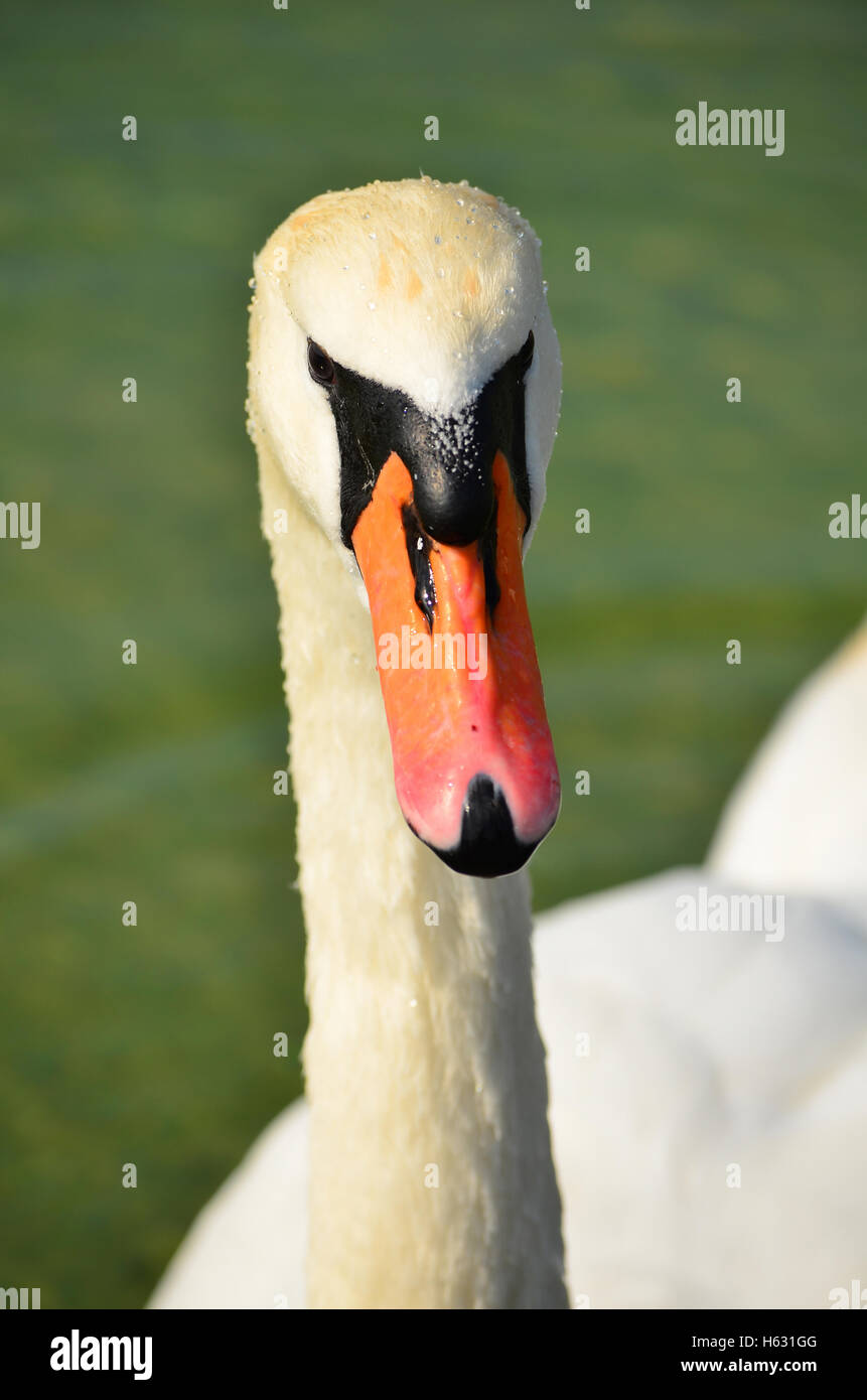 Swan close up Stock Photo - Alamy
