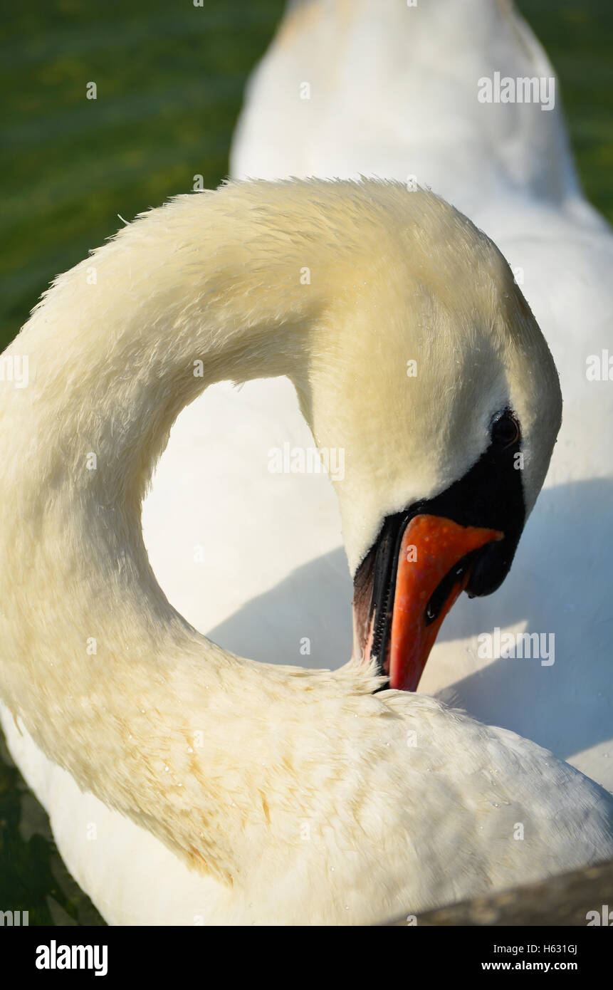 Swan close up Stock Photo - Alamy