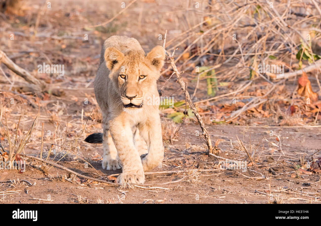 Baby lion walking in grass hi-res stock photography and images - Alamy