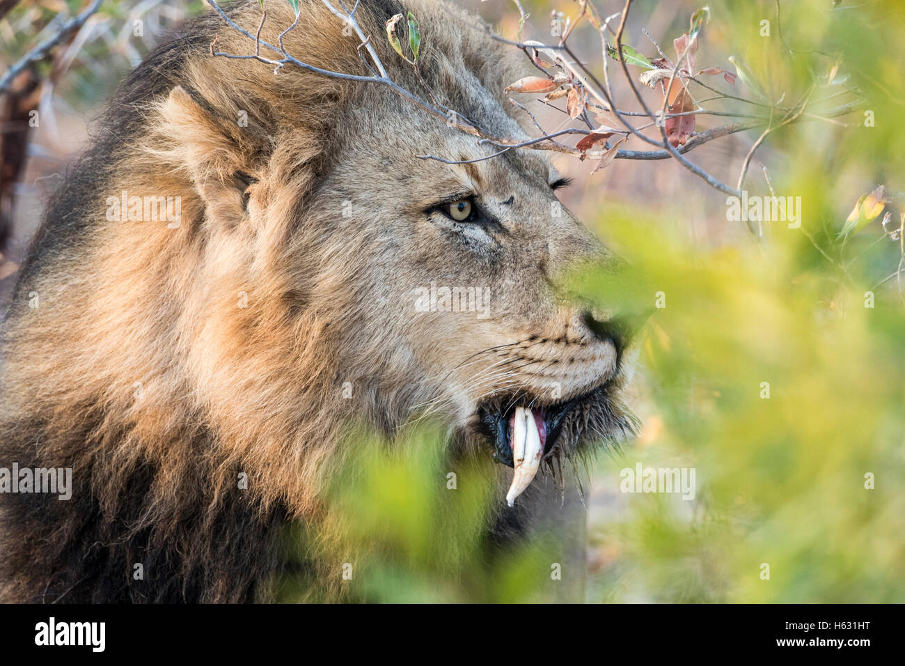 Male Lion Stalking Prey