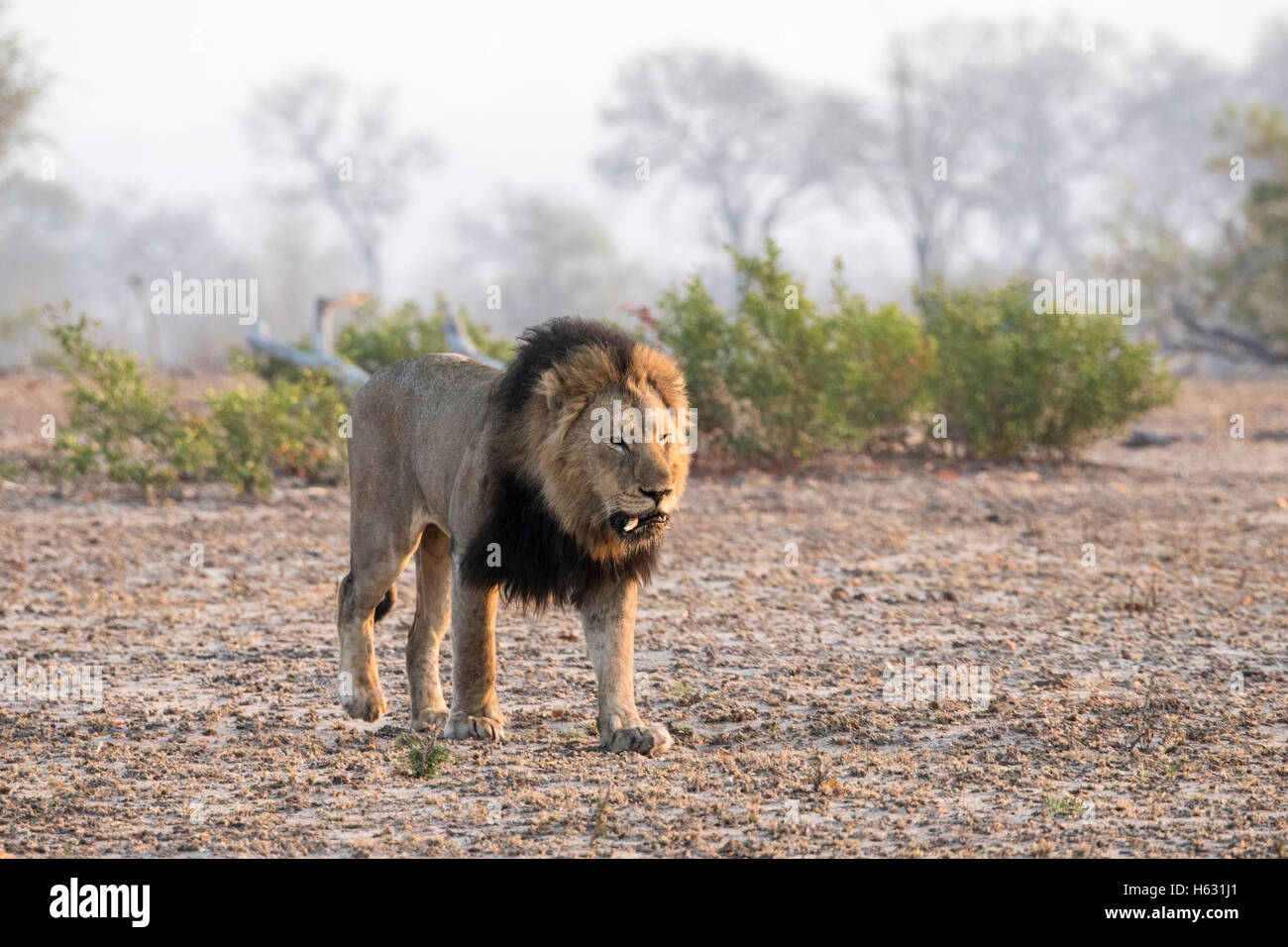 Wild Adult Male Lion with a Loose Canine Stalking Prey in South Africa ...