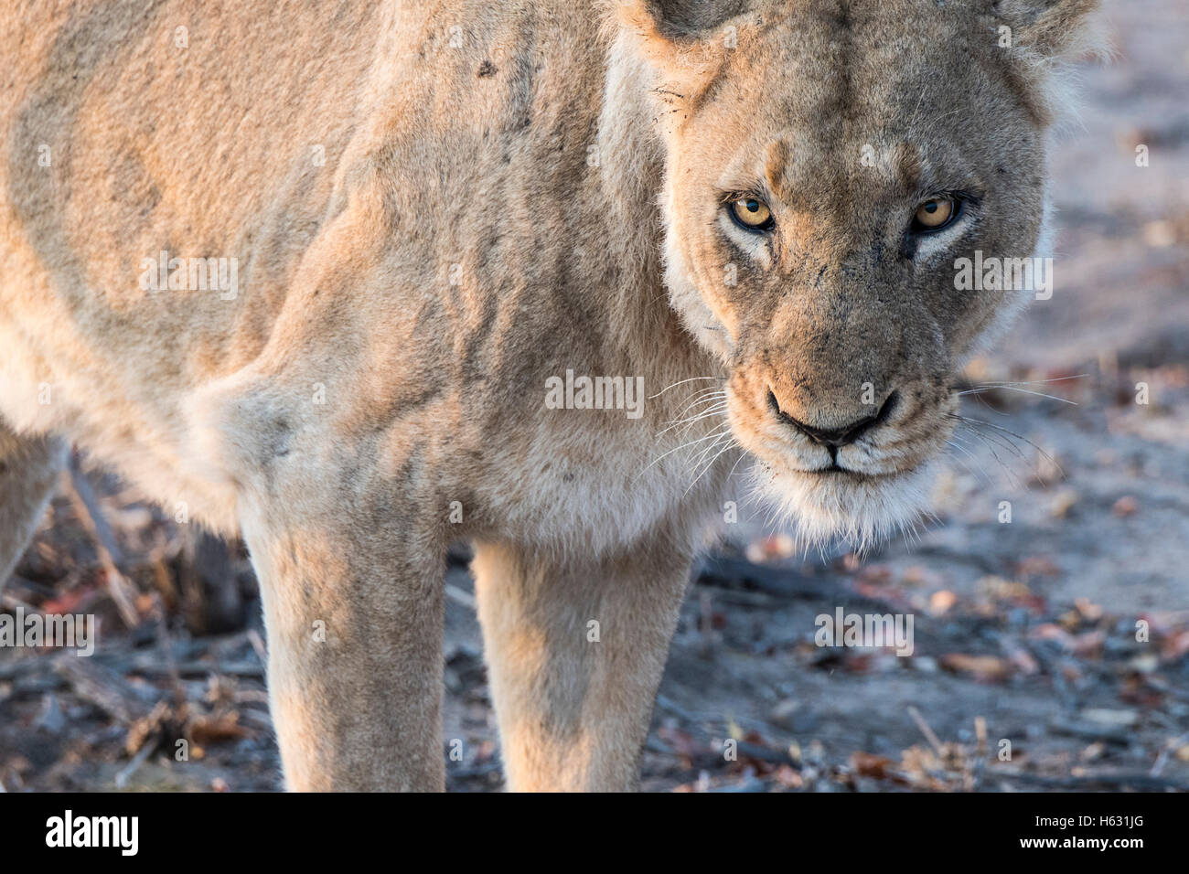 Wild Lioness in South Africa Stock Photo - Alamy