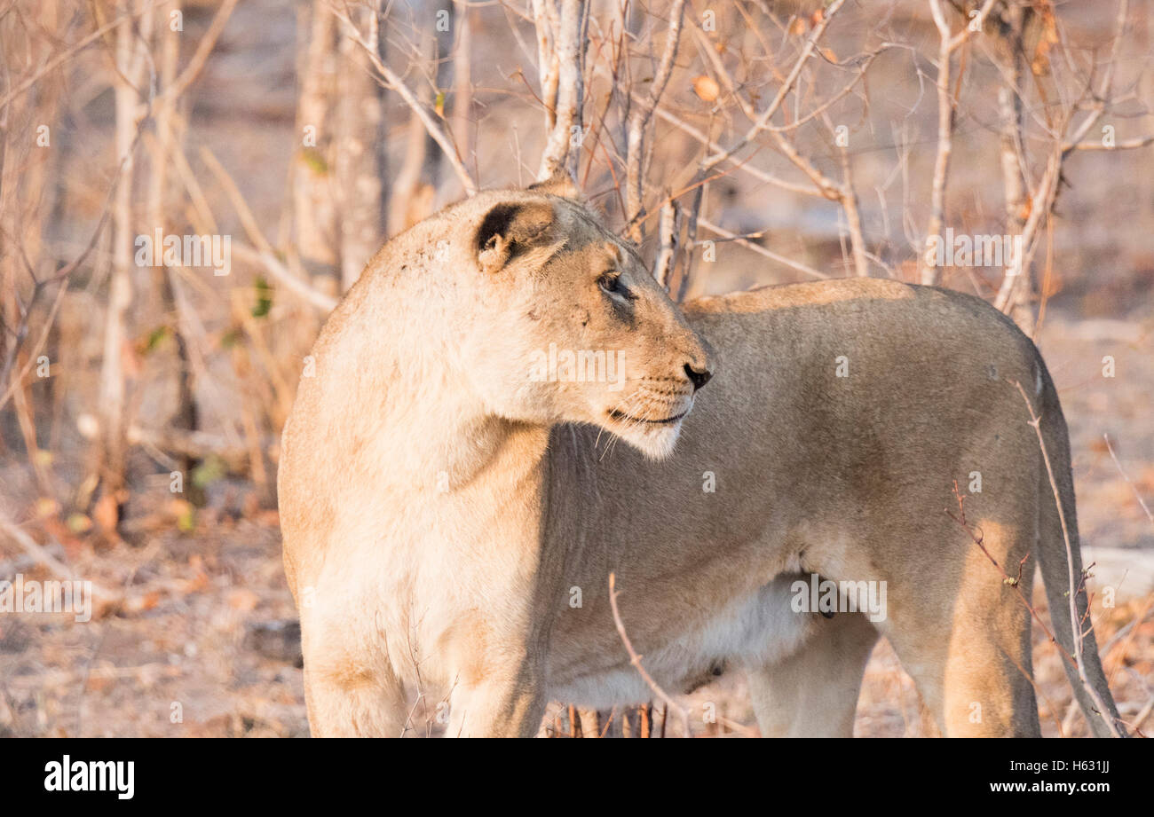 Wild Lioness in South Africa Stock Photo - Alamy