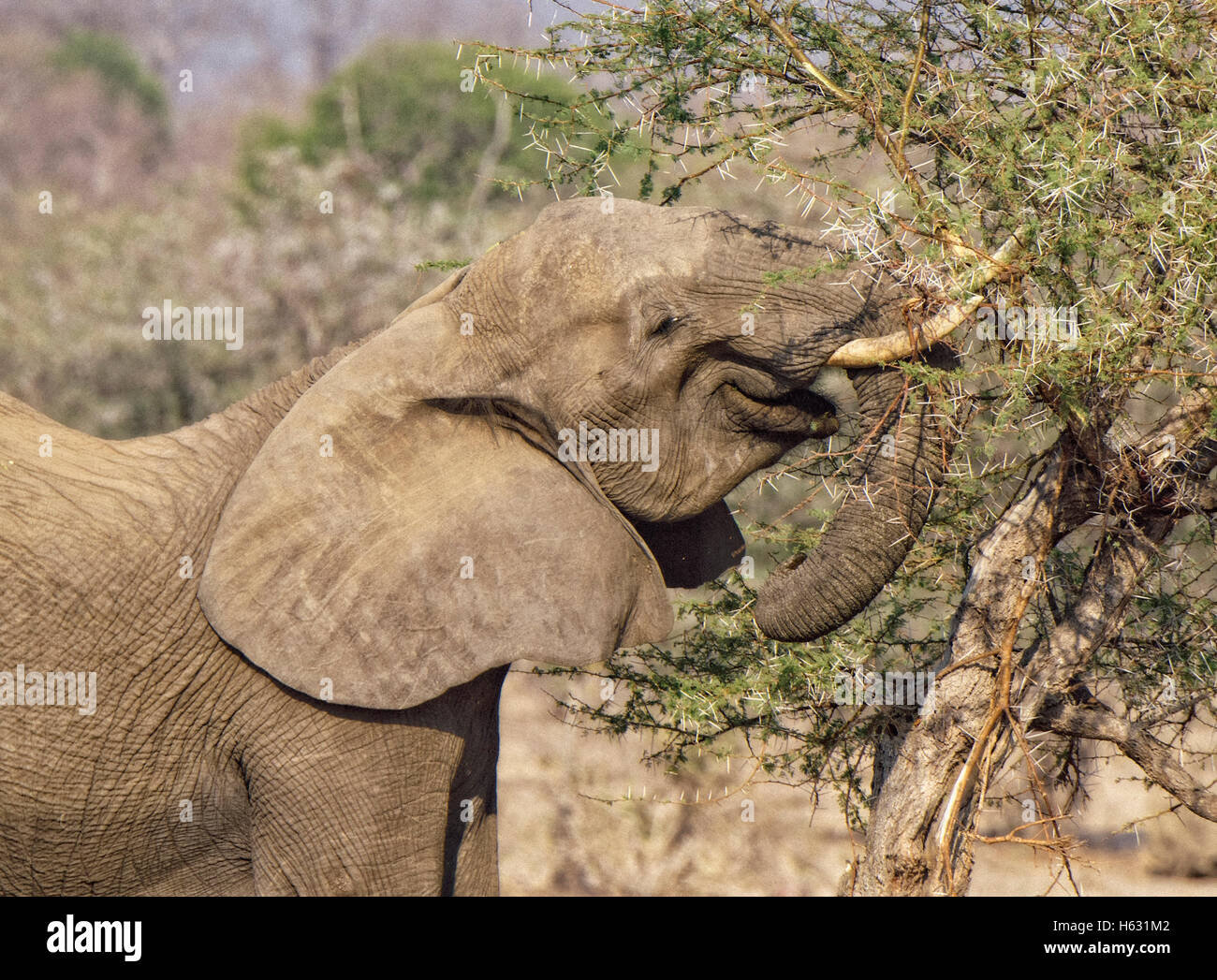 Elephant eating from tree hi-res stock photography and images - Alamy