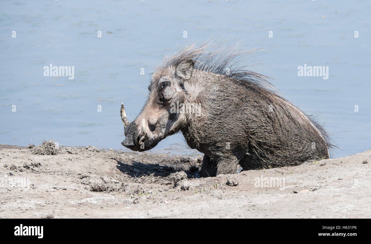 Wild Common Warthog (Phacochoerus africanu) at a Water Hole in Africa ...