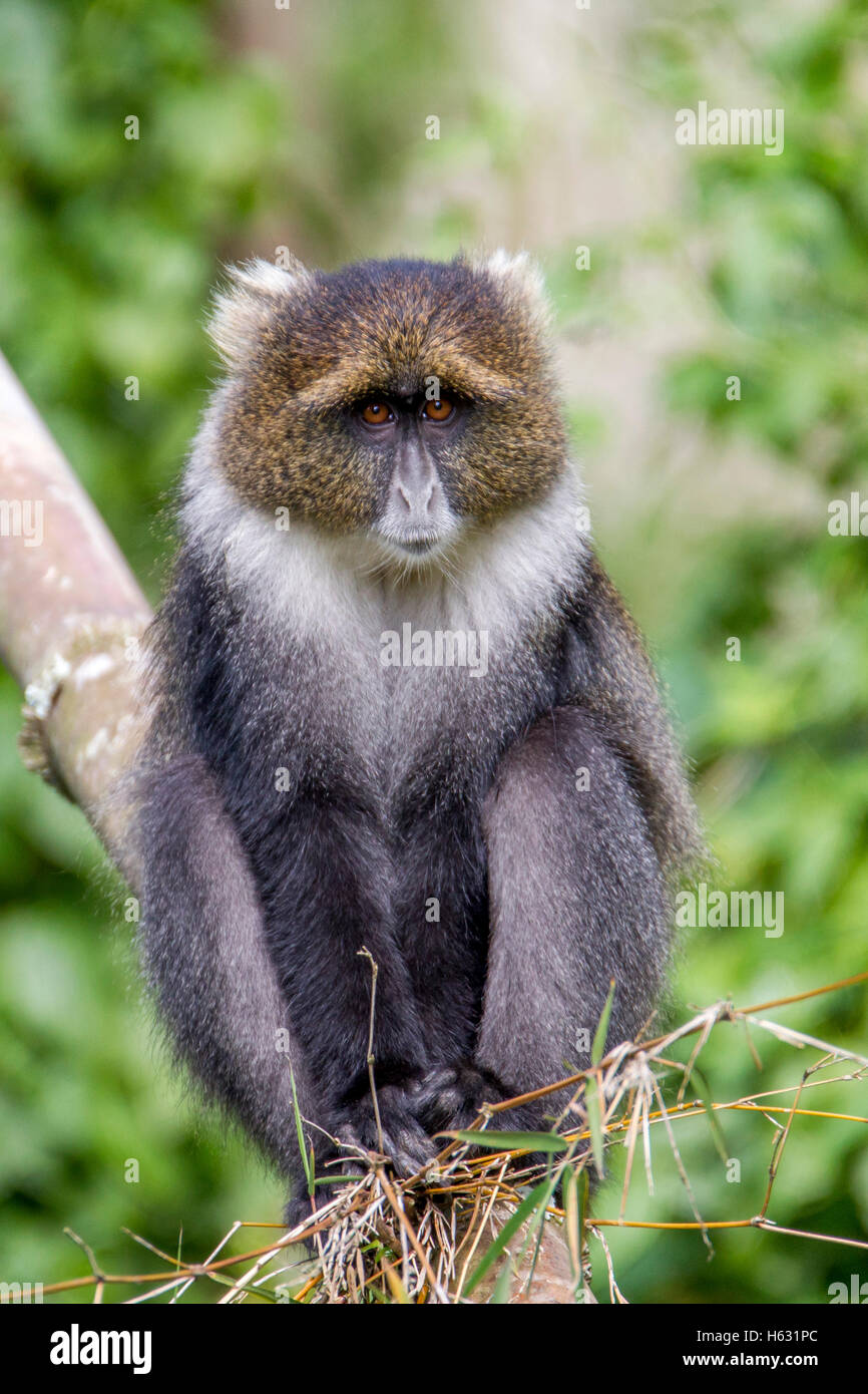 Sykes monkey Cercopithecus albogularis sitting on bamboo in the ...
