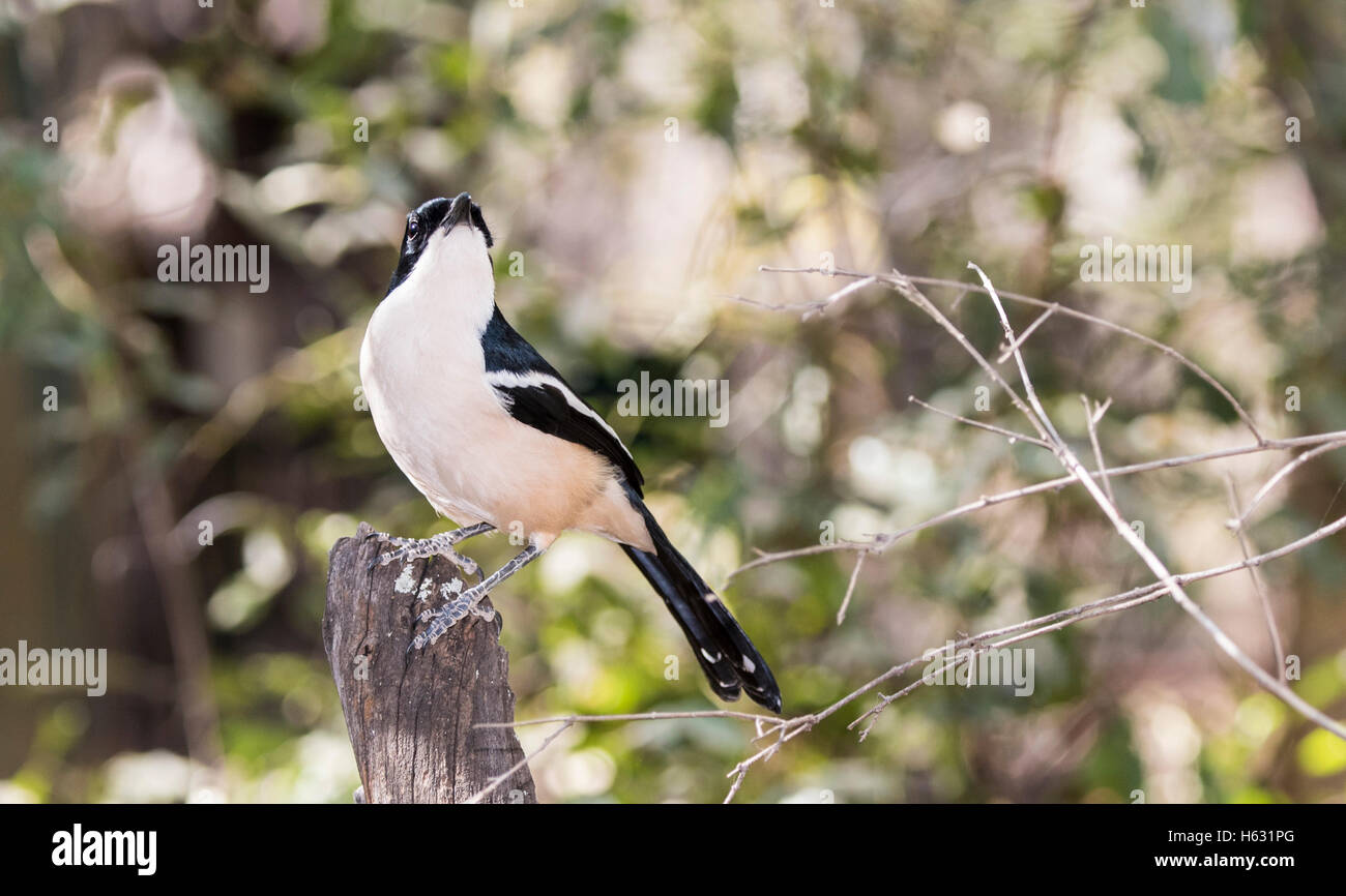 Wild Tropical Boubou (Laniarius major) Perched on a Dead Tree Limb in ...