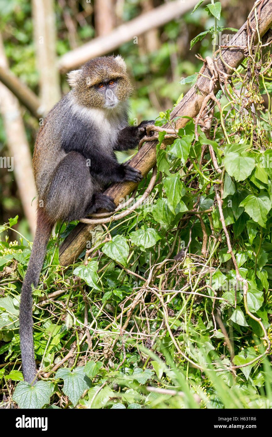 Sykes monkey Cercopithecus albogularis sitting on the bamboo and ...