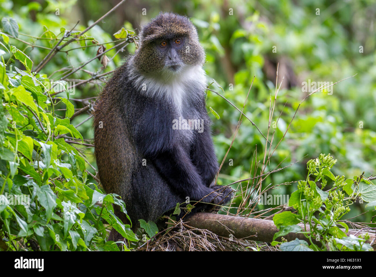 Sykes monkey Cercopithecus albogularis on the bamboo in foliage, the ...