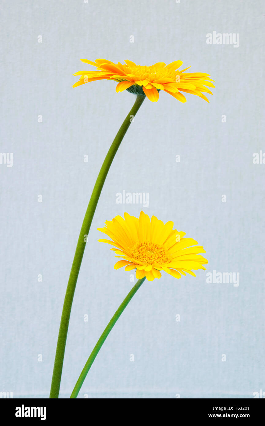 India Yellow Flower High Resolution Stock Photography and Images - Alamy