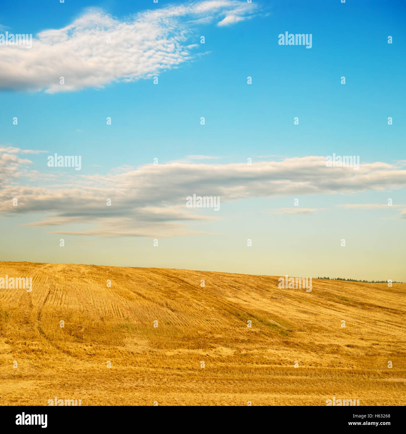 Agricultural landscape with gently sloping hill. Field under the ...