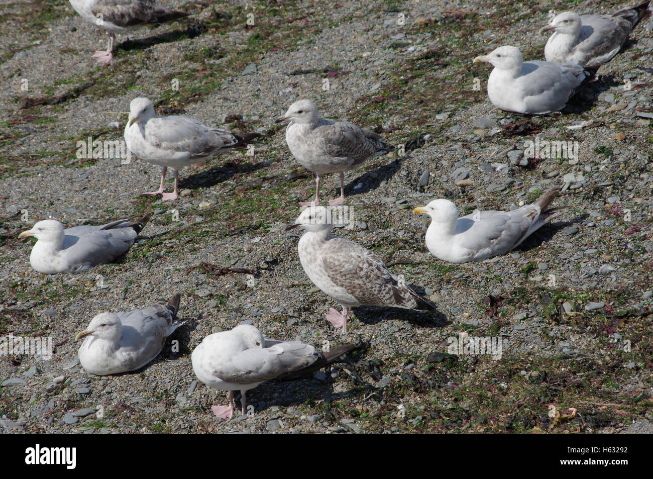 Baby Seagull