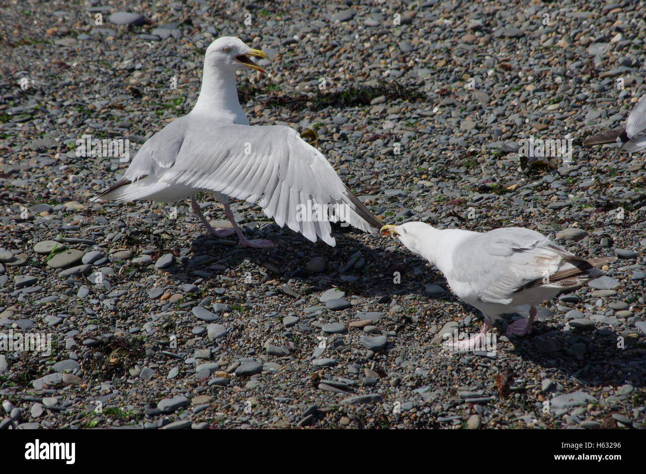 Funny seagulls hi-res stock photography and images - Alamy