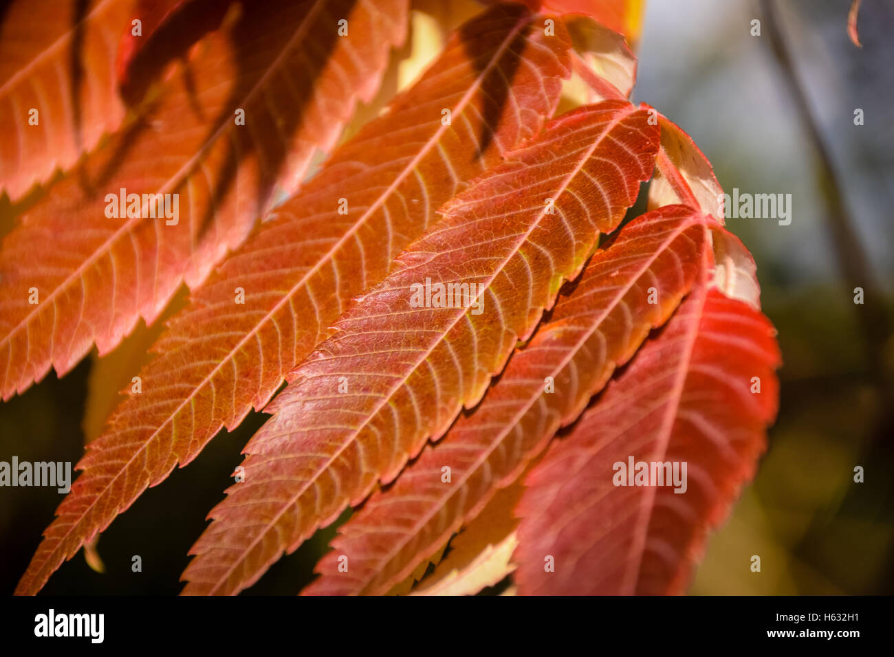 Colours of autumn Stock Photo - Alamy