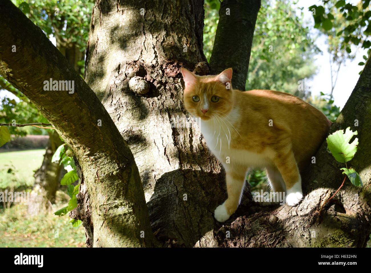 Bold cats hi-res stock photography and images - Alamy