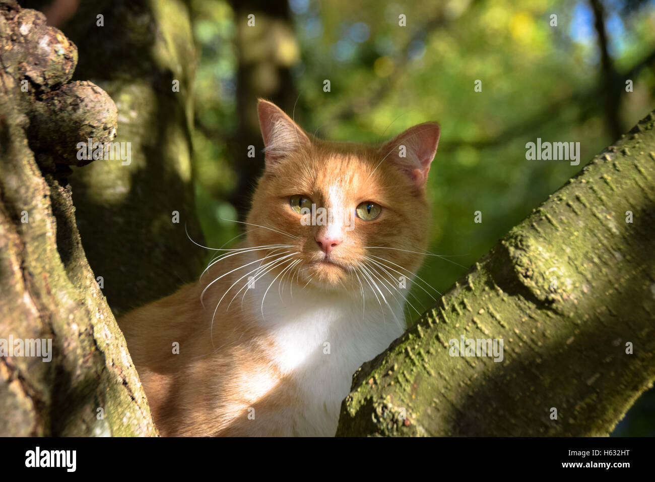 Portrait of ginger and white cat in a tree in the dappled sunlight ...