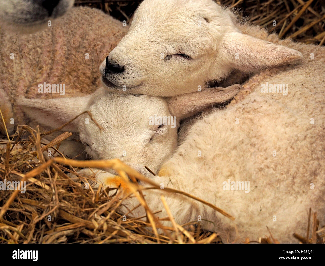 Spring expressions hi-res stock photography and images - Alamy