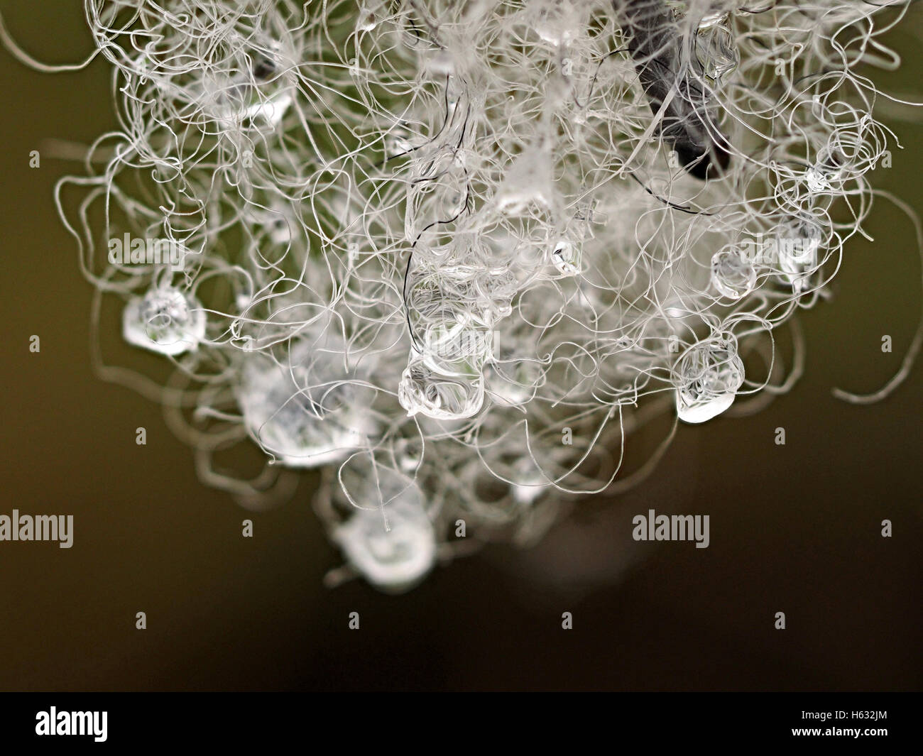 close-up of water droplets in hairs of shred of wool snagged on fence ...