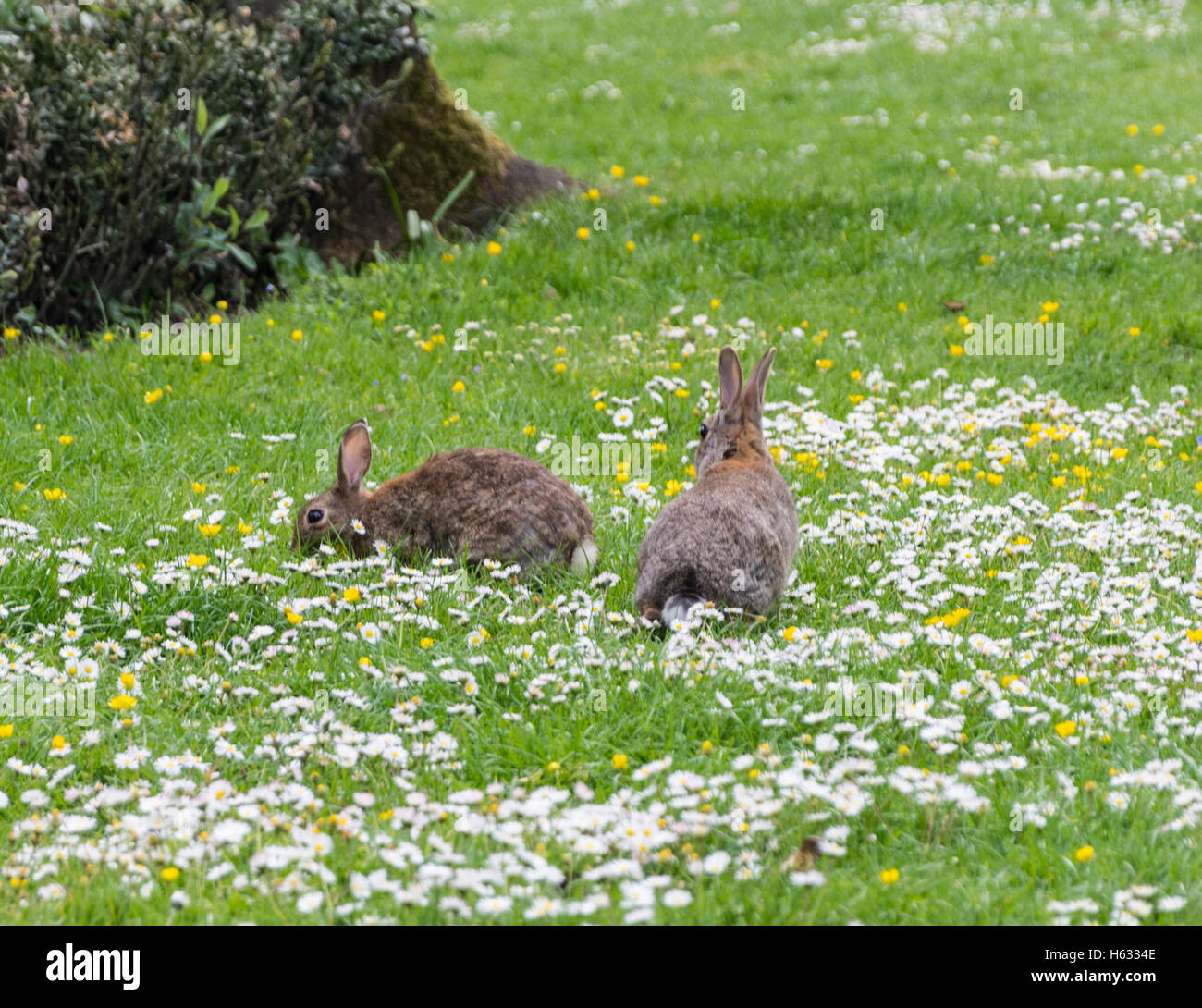 wild rabbit in the park Stock Photo - Alamy