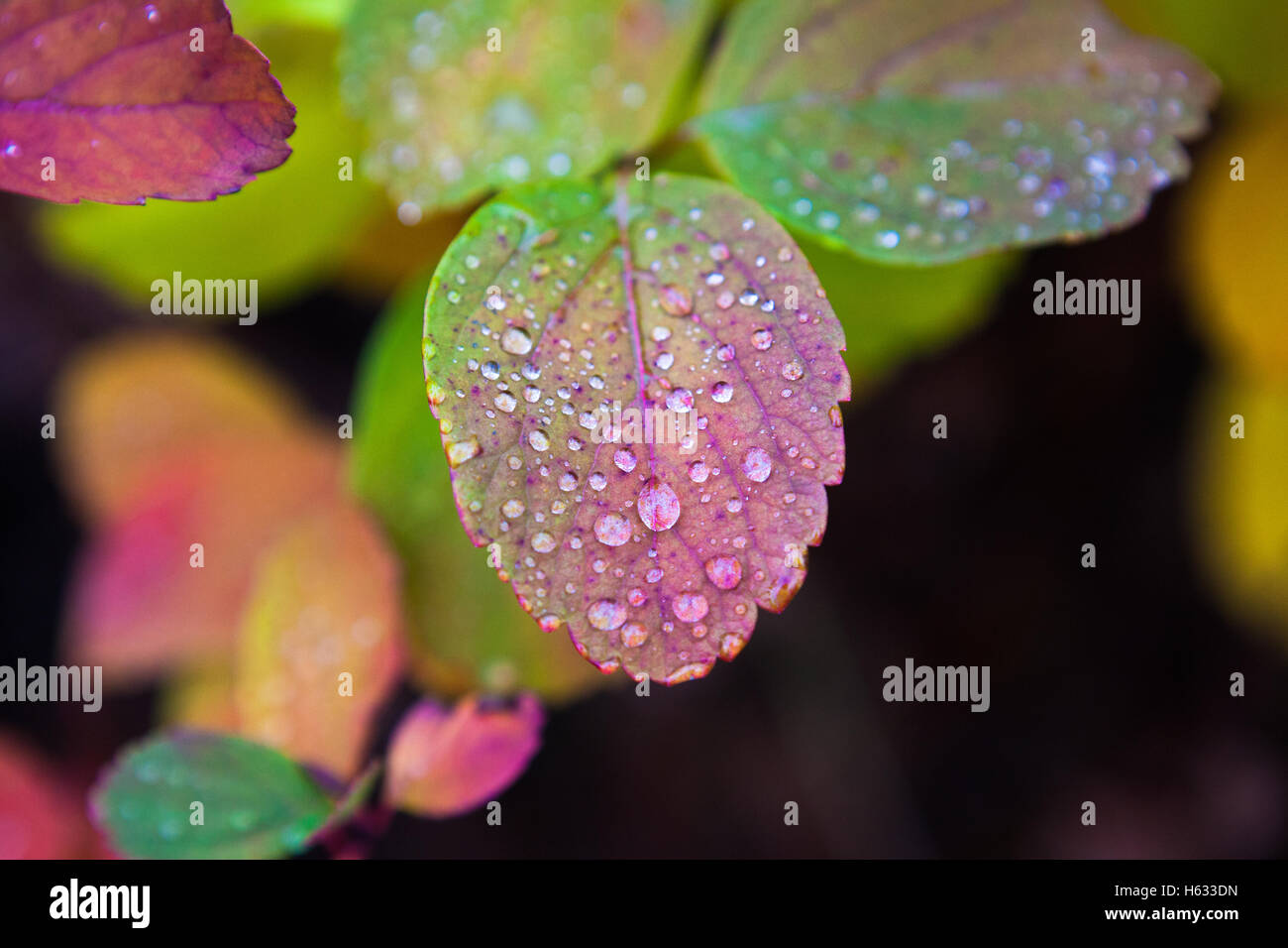 Expressive water colors hi-res stock photography and images - Alamy