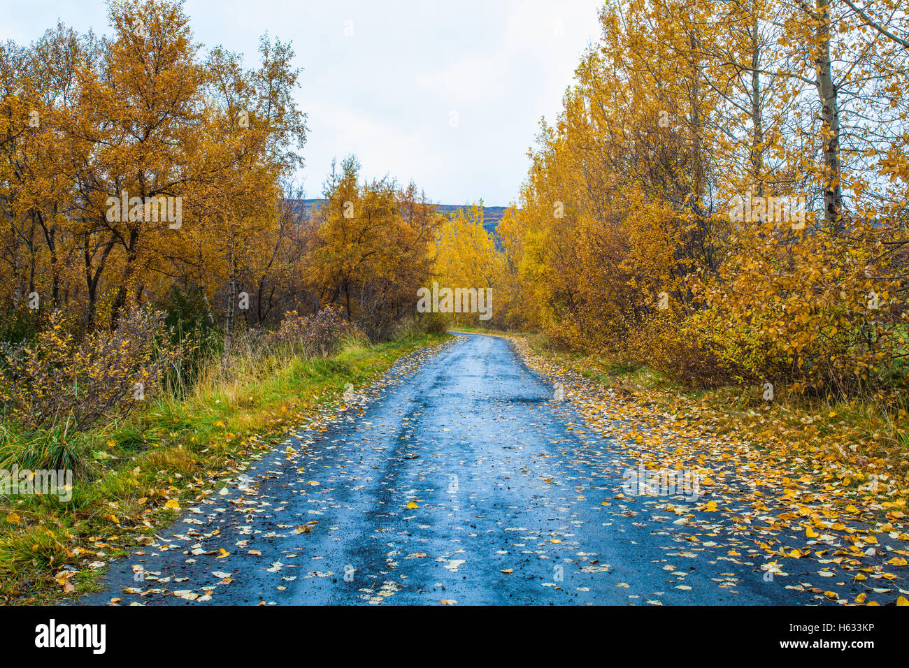 Forest iceland hi-res stock photography and images - Alamy
