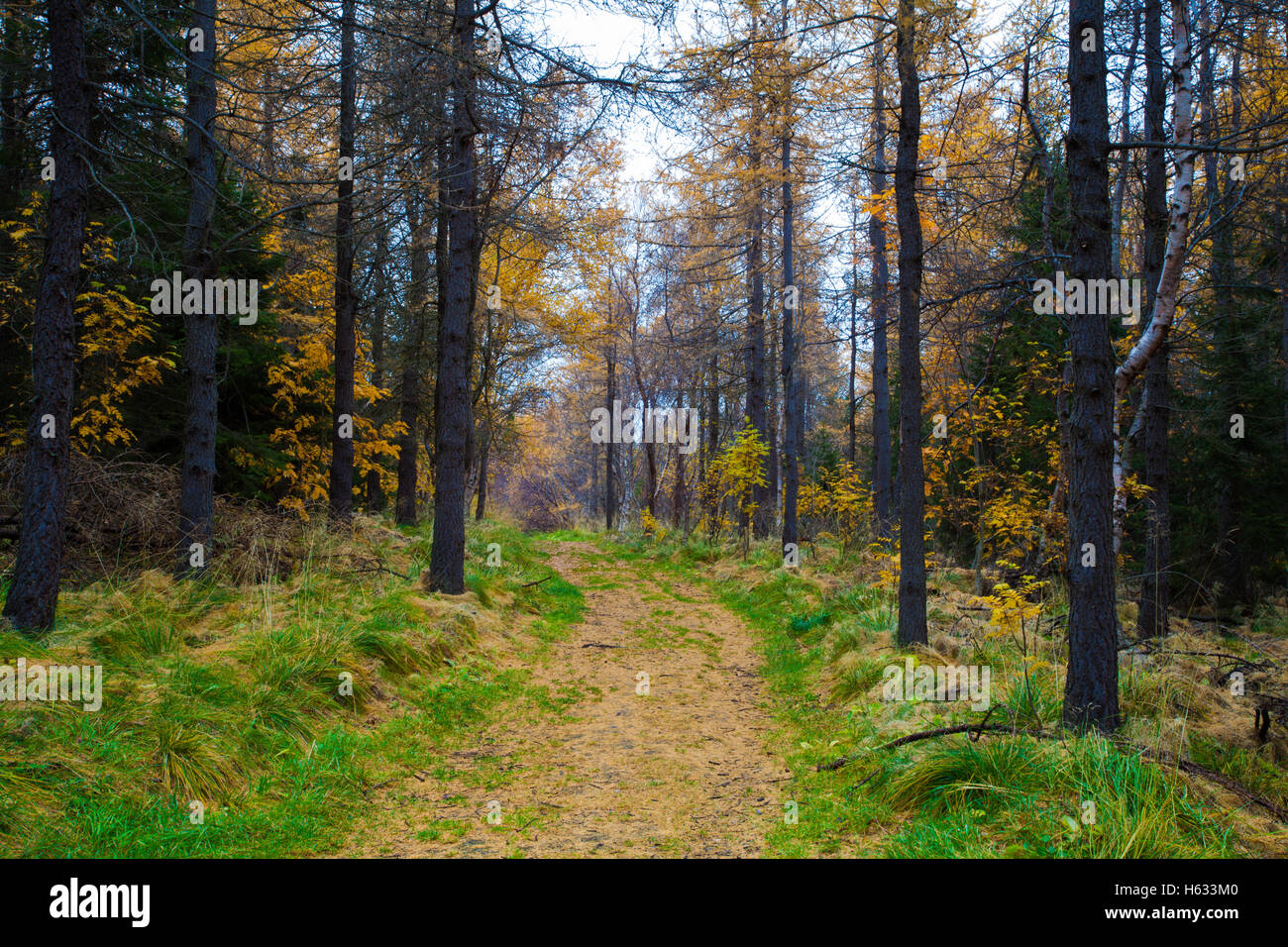Iceland forest hi-res stock photography and images - Alamy