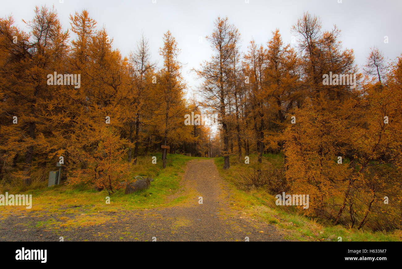 Forest iceland hi-res stock photography and images - Alamy