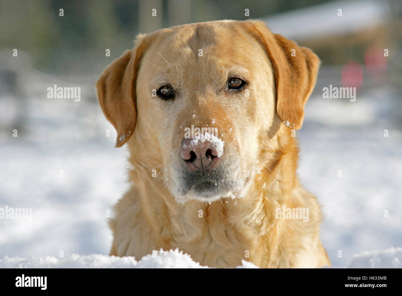 Yellow Labrador Retriever sitting on snow, portrait head closeup Stock ...