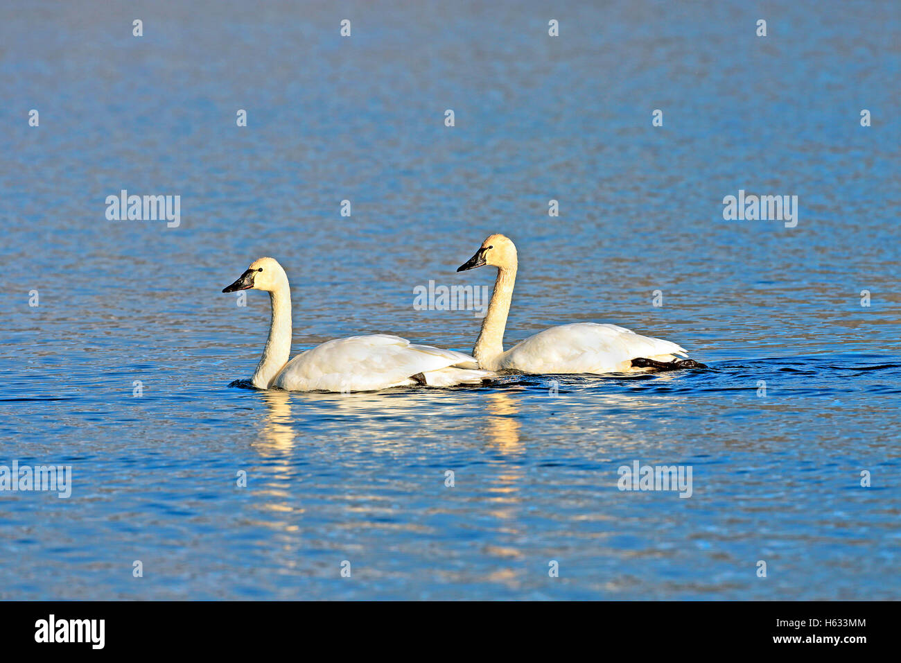 Tundra swan migration hi-res stock photography and images - Alamy