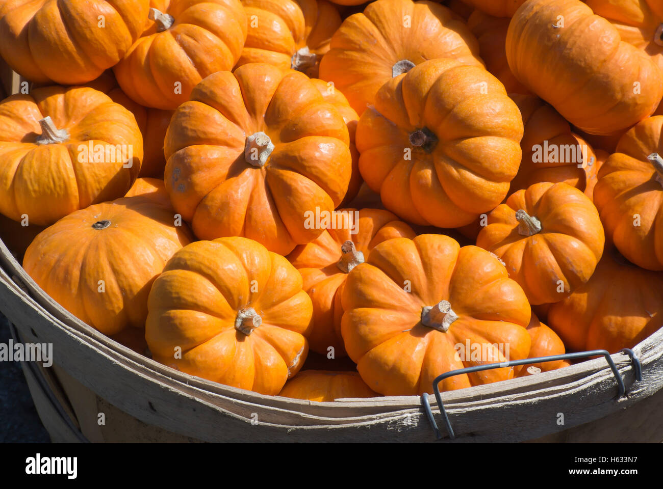 Decorative Mini Pumpkins Stock Photo - Alamy