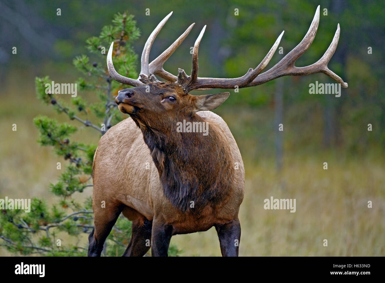 Wildlife mammals antlers hi-res stock photography and images - Alamy