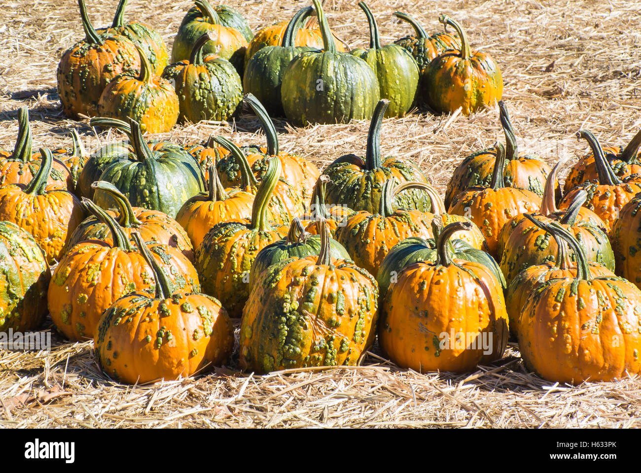 Autumn pumpkins ready fall hi-res stock photography and images - Alamy