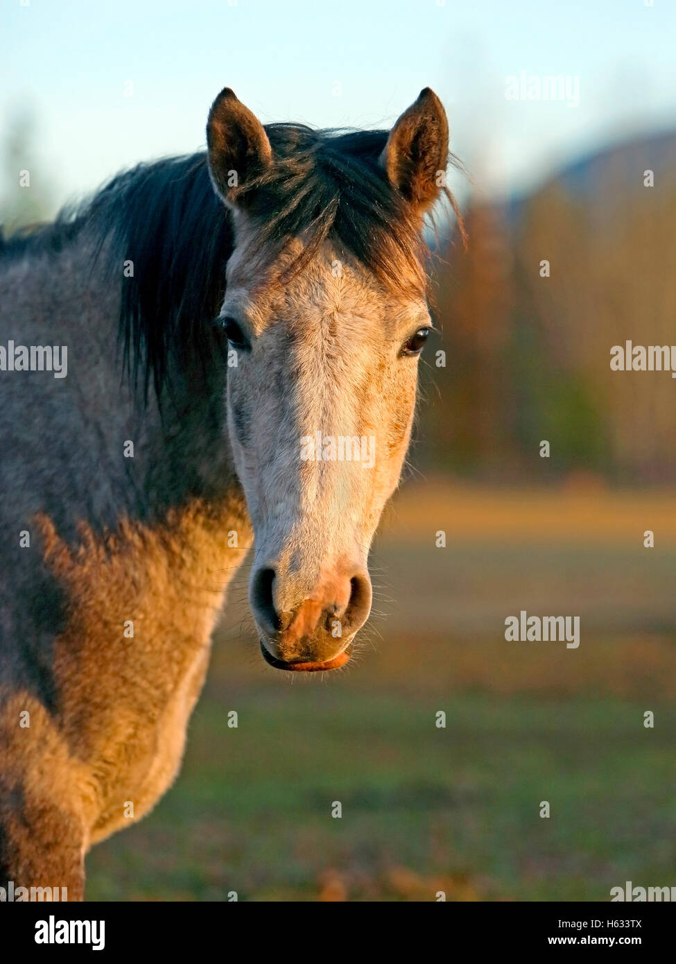 Portrait of three year old gray dapple Arabian Mare Stock Photo - Alamy