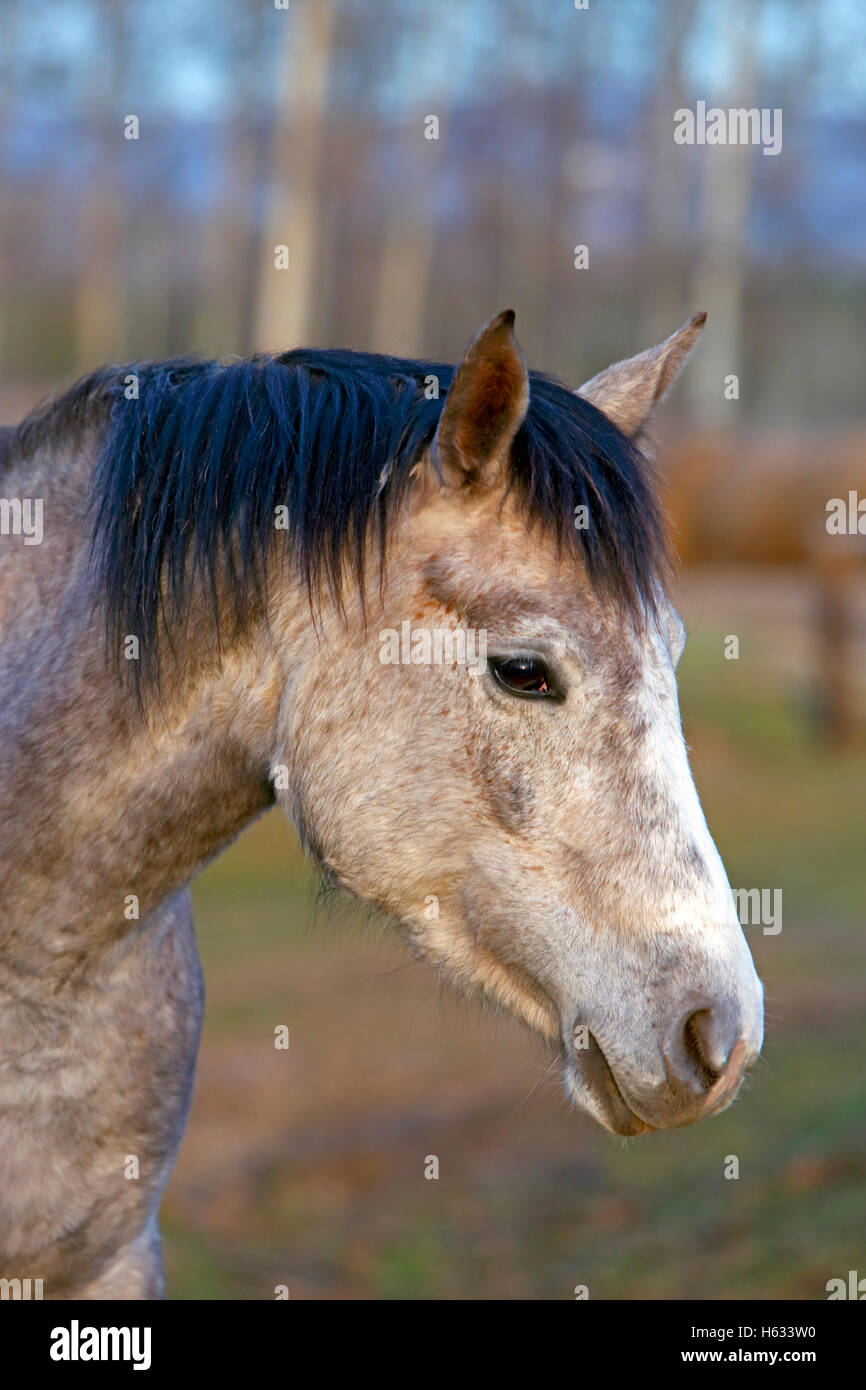 Dapple grey horses hi-res stock photography and images - Alamy