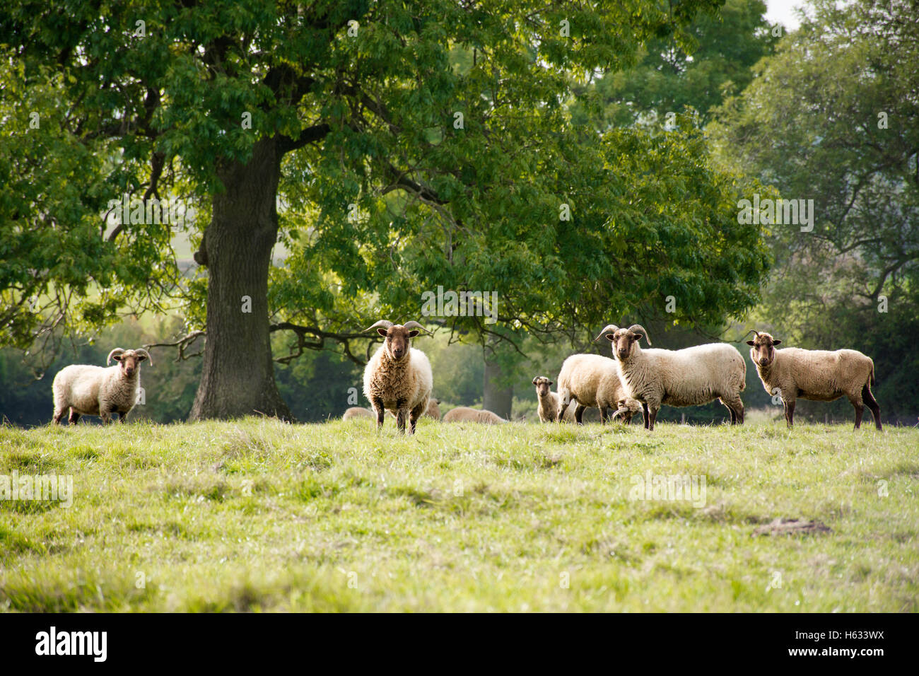 Curly horns sheep hi-res stock photography and images - Alamy