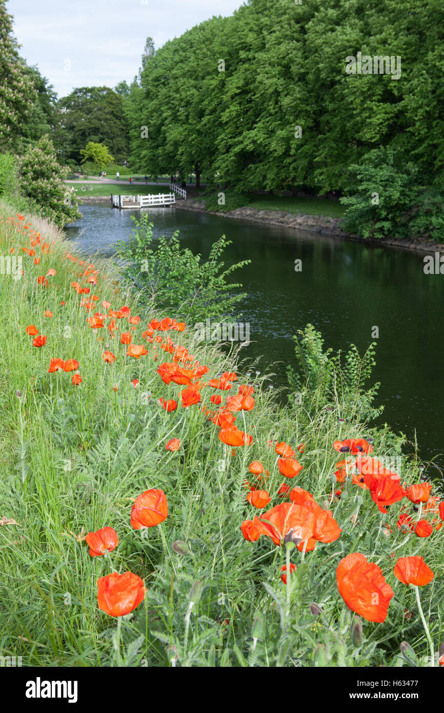 Poppies sweden hi-res stock photography and images - Alamy