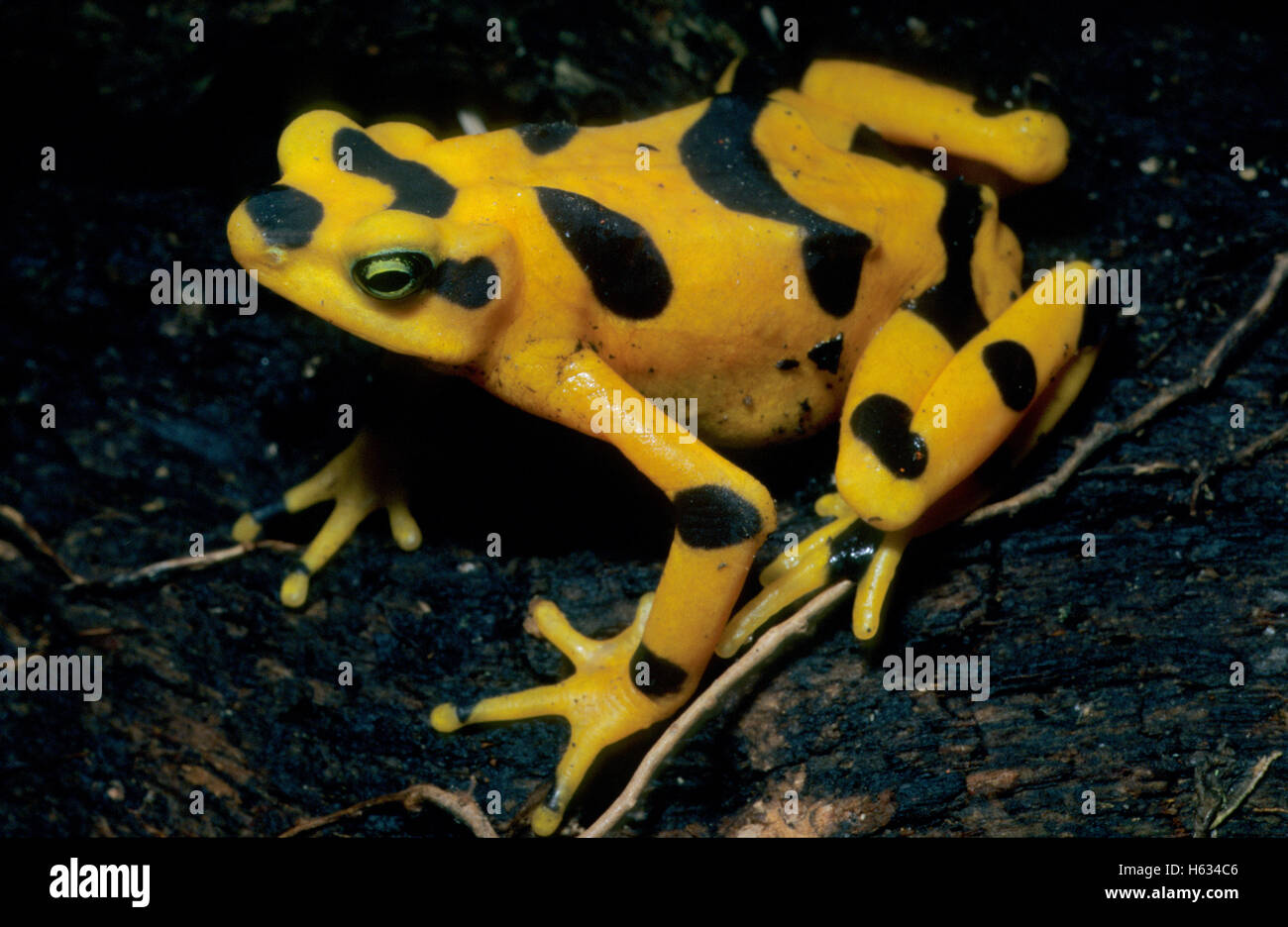 Golden toad hi-res stock photography and images - Alamy