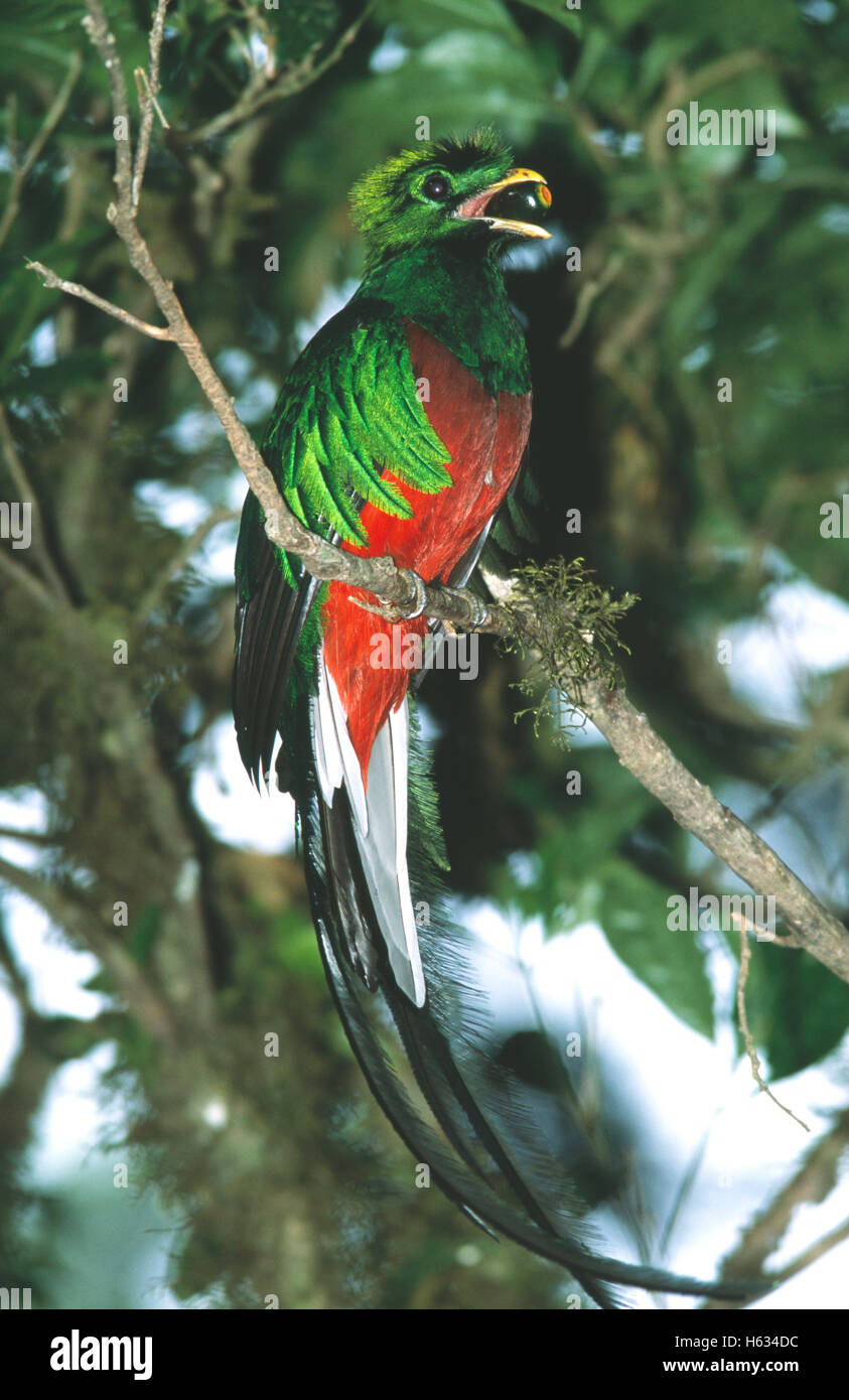 Male resplendant quetzal (Pharomachrus mocinno) with little avocado ...
