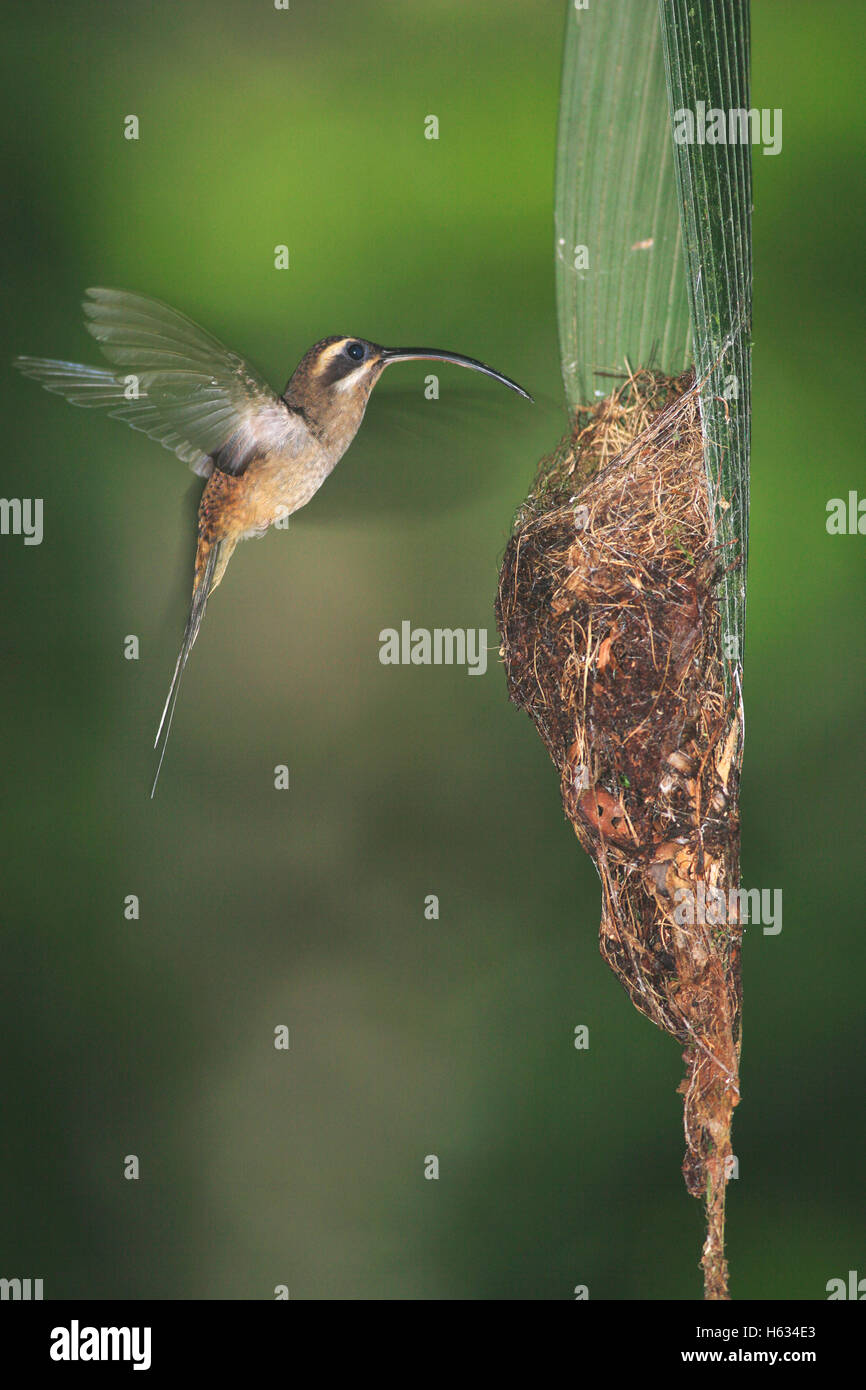 Long-billed Hermit Hummingbird (Phaethornis superciliosus) arriving at ...