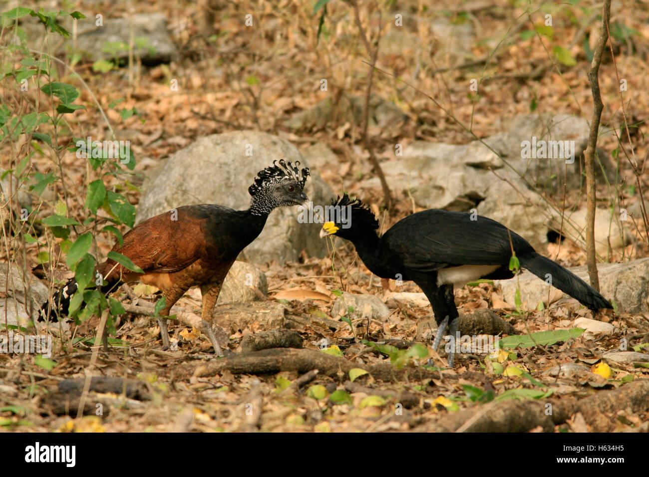 Female and male great curassow (Crax rubra) in tropical dry forest ...