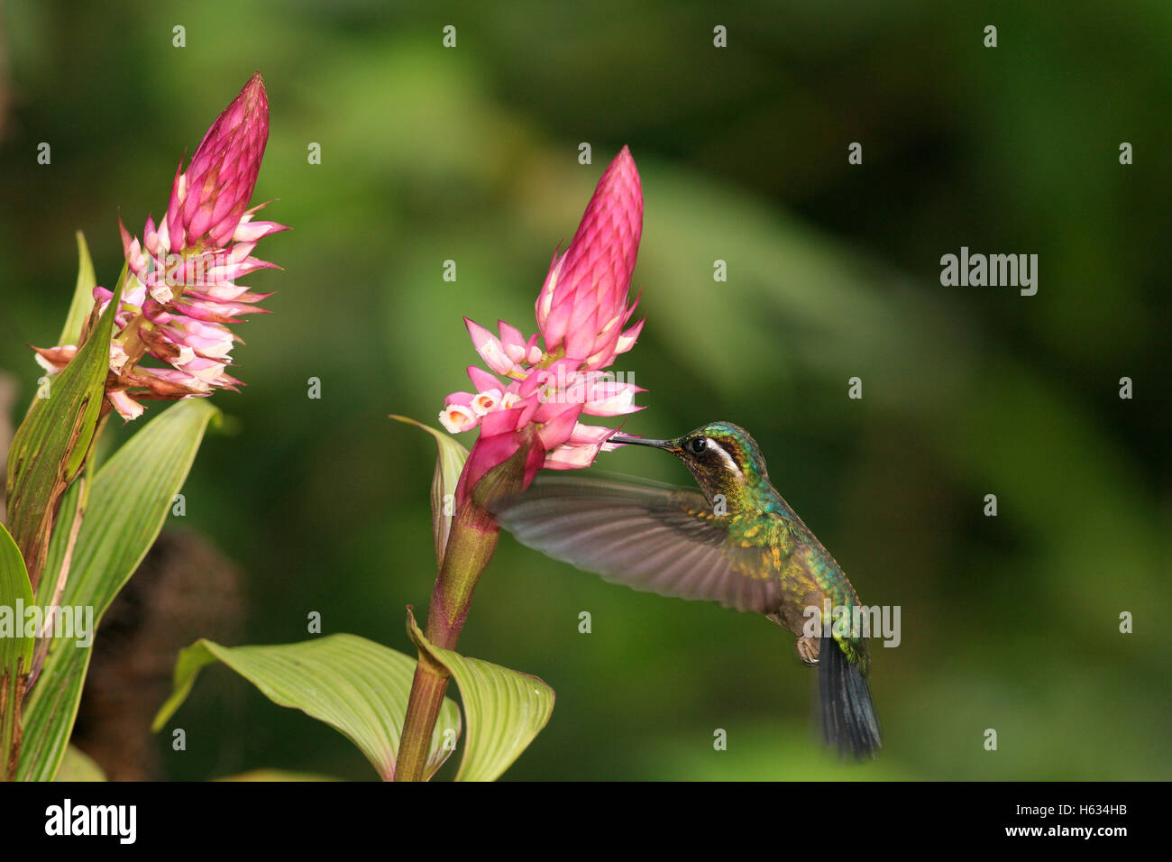 Female Purple-throated Mountaingem (Lampornis calolaema) at orchid ...