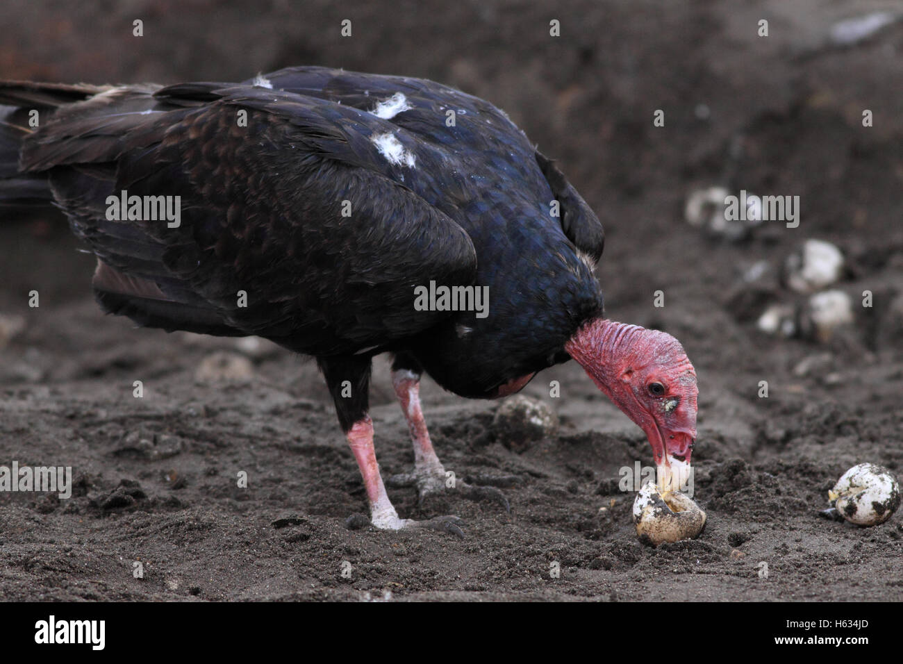 Bird eating turtle eggs hi-res stock photography and images - Alamy
