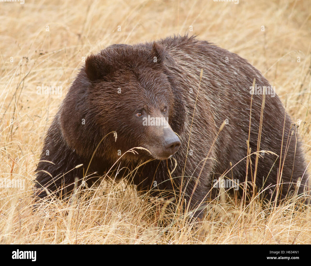 Grizzly bear in yellowstone hi-res stock photography and images - Alamy