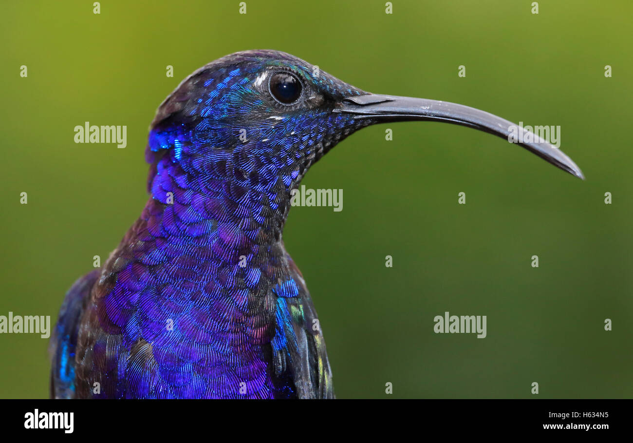 Violet sabrewing hummingbird (Campylopterus hemileucurus) close up ...